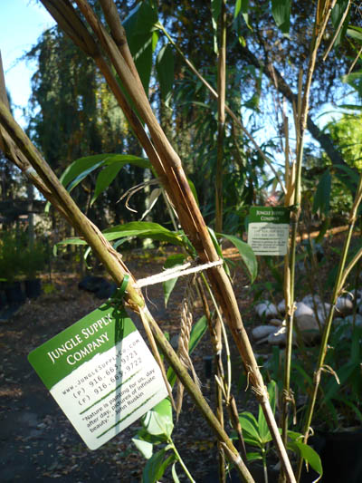 Bamboo Privacy Screen Hedge – How To build a Bamboo Fence